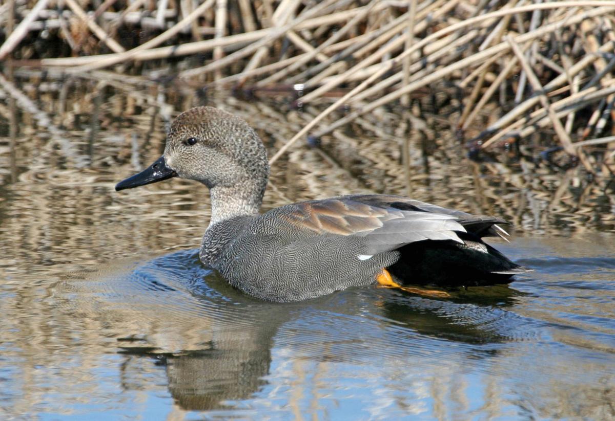 Sighting of gadwalls helps kick off season of waterfowl viewing ...
