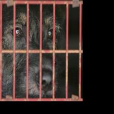 Witness: Rebel Ridge Kennel Owner Is First US Dog Importer Prosecuted