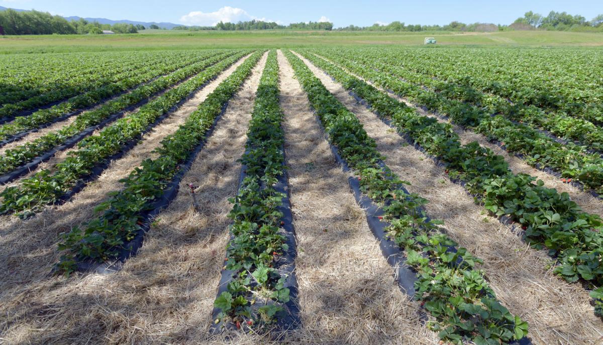 39 workers at Scott’s Strawberry & Tomato Farms test positive for COVID-19