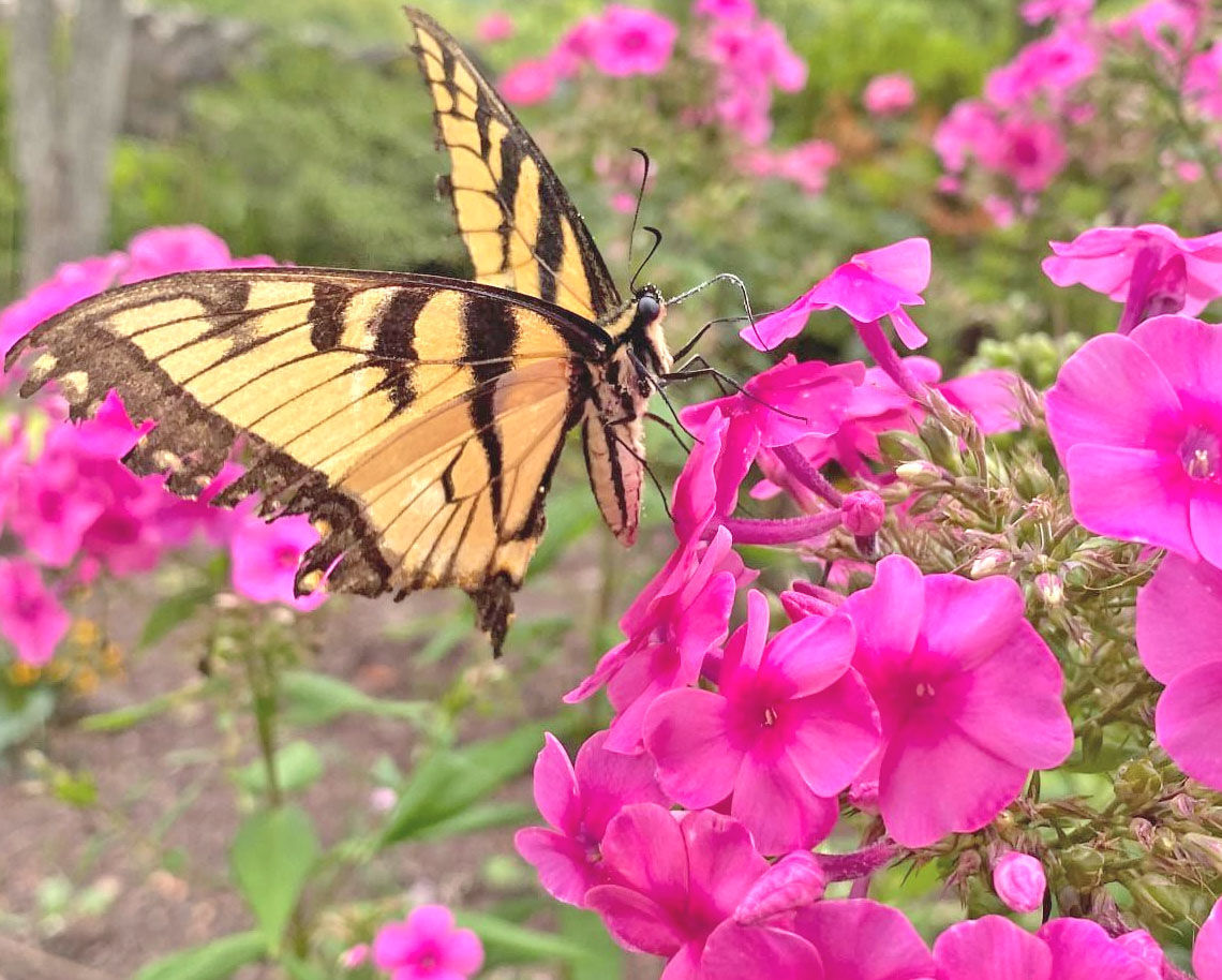 Museum hosting National Learn about Butterflies Day Workshop