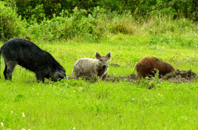 Increasing population of feral hogs threaten Va. ecosystems