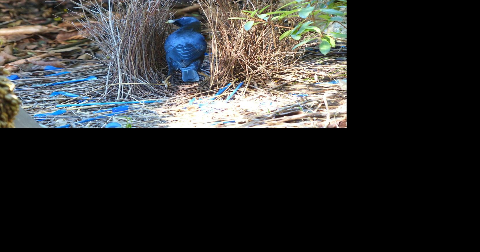 Father of the Bird: Fatherhood runs the gamut among world’s birds