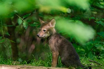red wolf pups