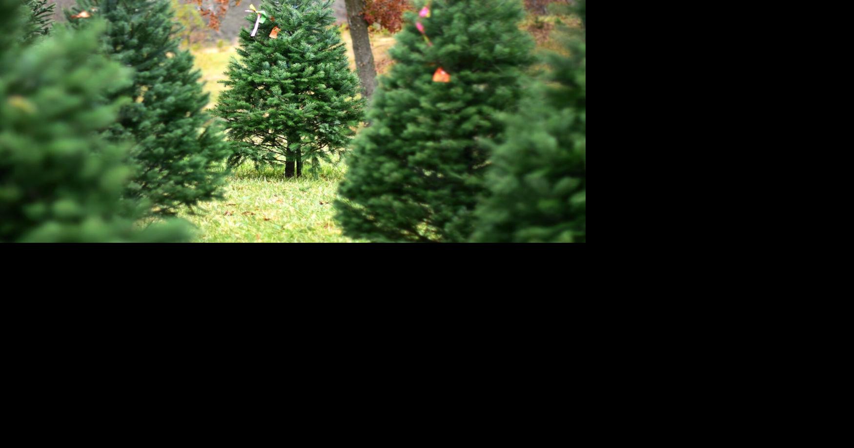 Alfeldt’s Christmas Tree Farm keeps traditions alive | | heraldledger.com