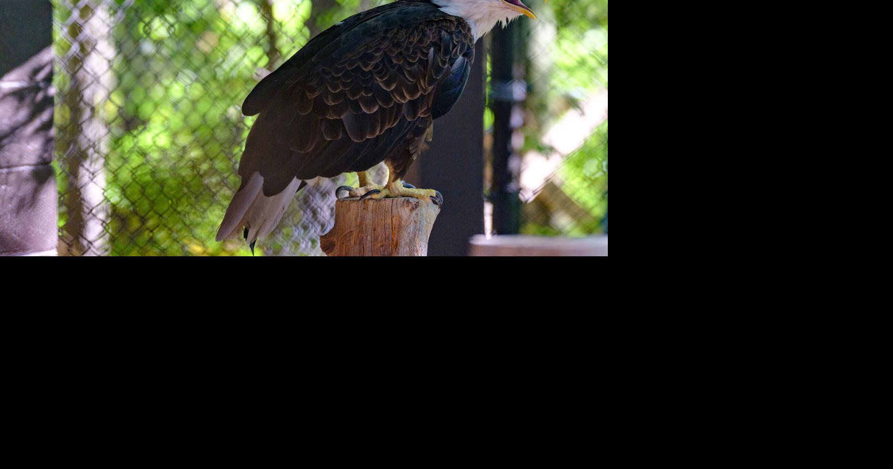 LBL welcomes new bald eagle | Uncategorized | heraldledger.com