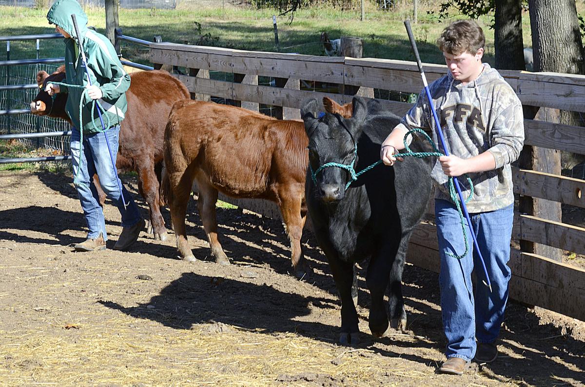 Bandys High School had a farm … | Latest Headlines | hickoryrecord.com