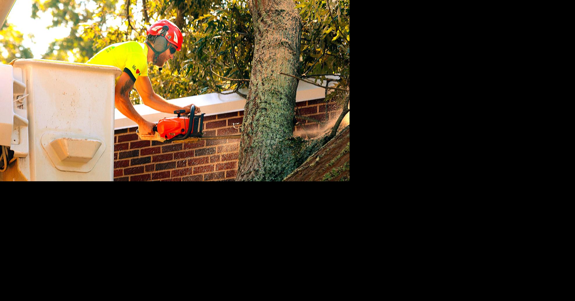 Update: Tree fell on LRU library but it's still open