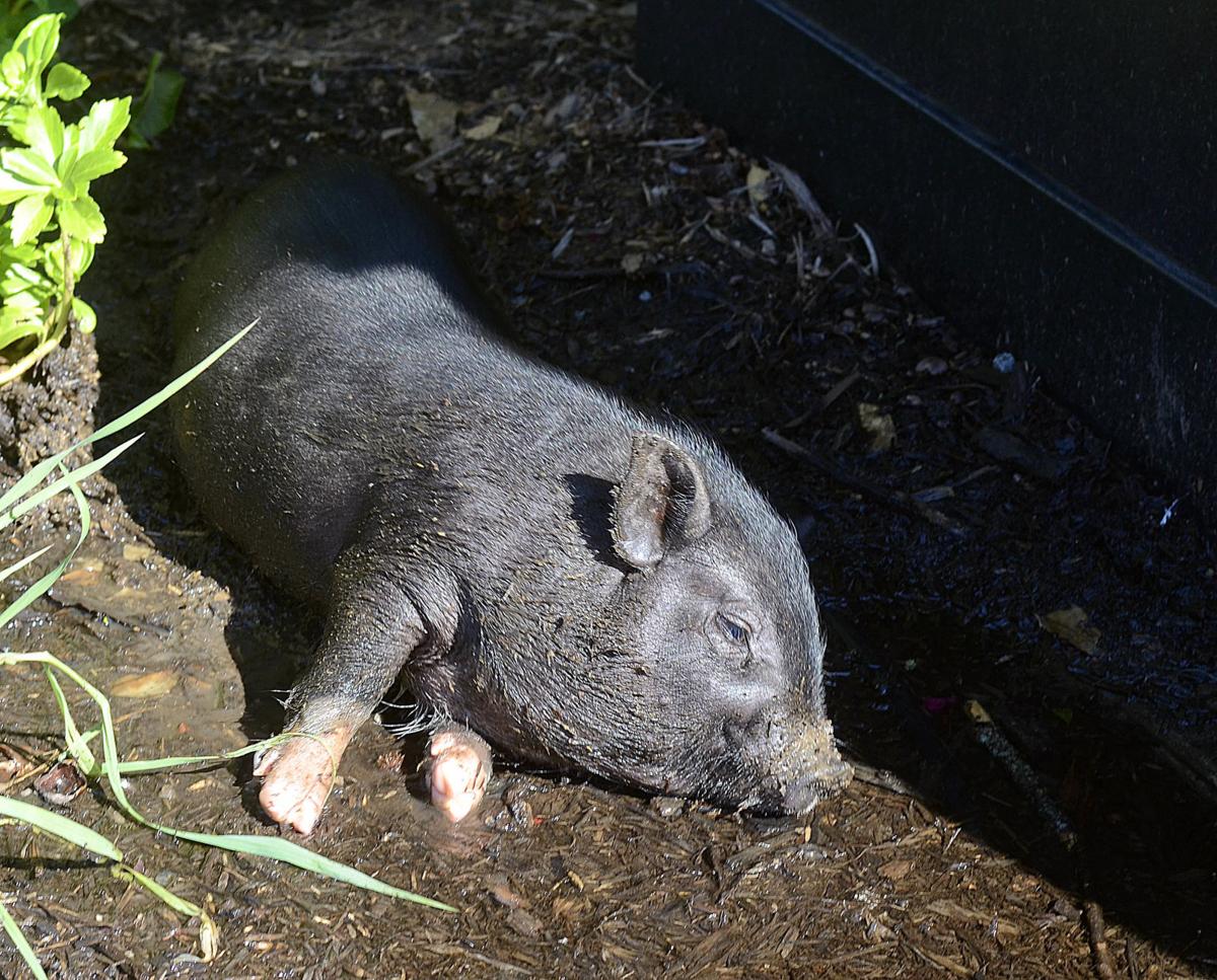 Penny the Pig brings smiles | News | hickoryrecord.com