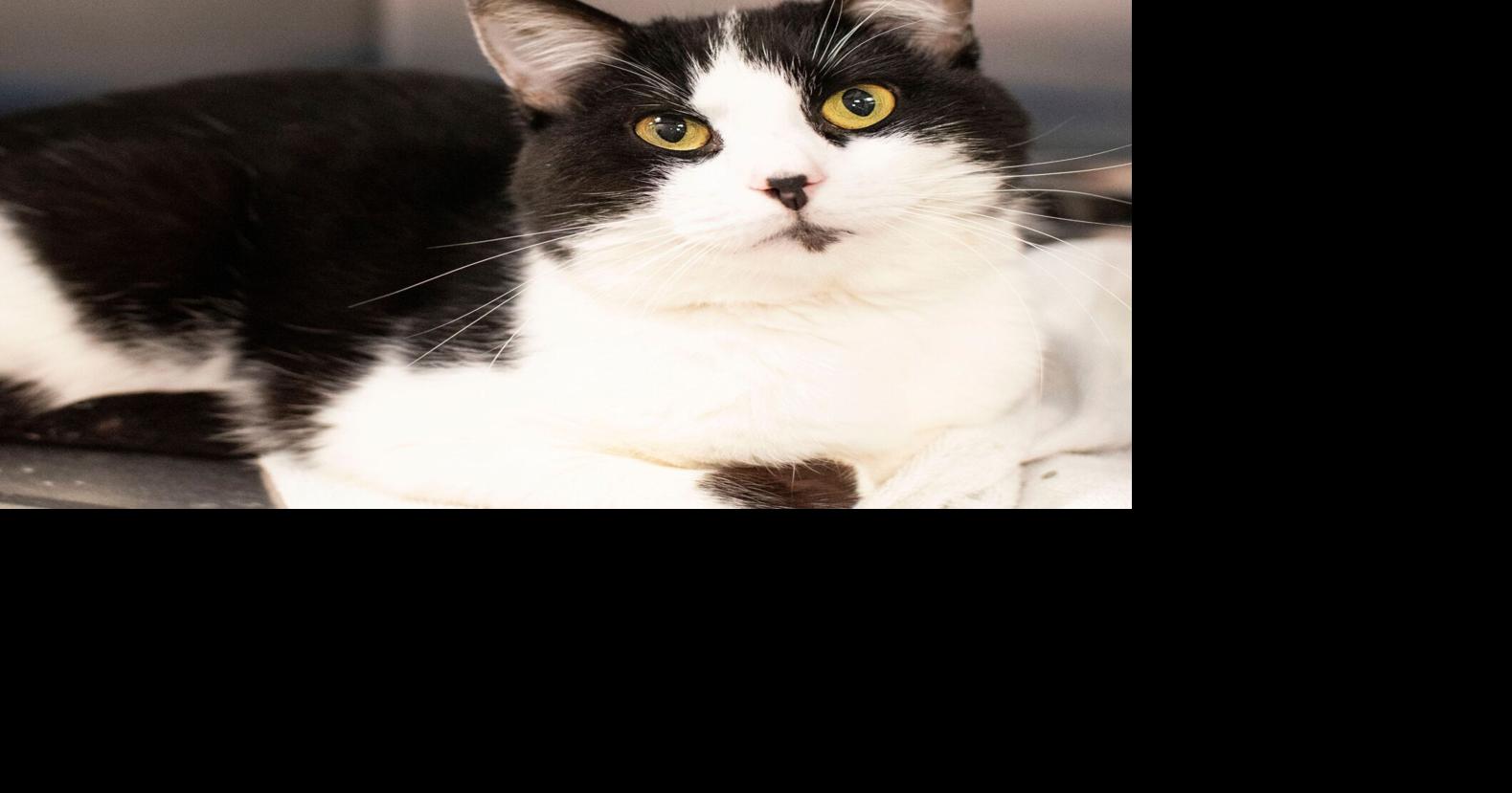 Spunky pittie, cat with cancer needs love and a warm bed