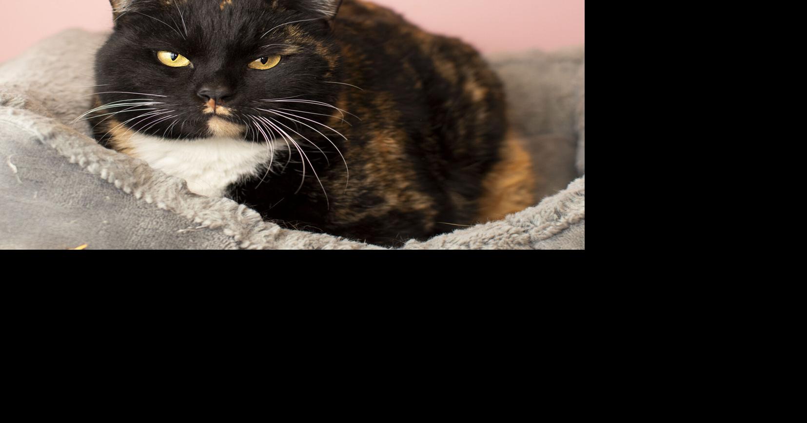 Cat with half a tail, spunky puppy available in Catawba Co.