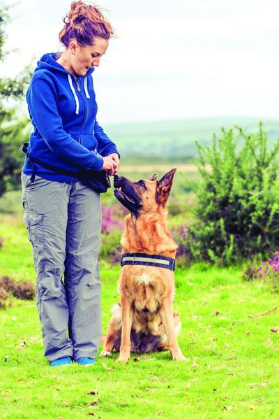Hickory NC obedience club offers canine prep classes