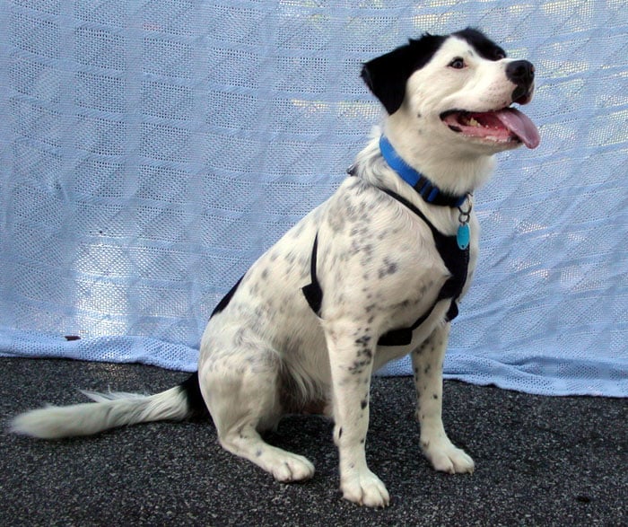 Pet of the week: Playful Sam needs a new home