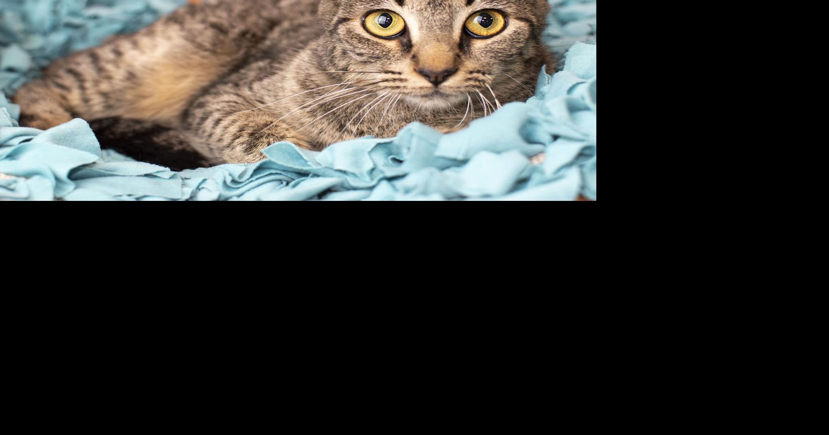 Cat of the week Nova wants all the love and attention