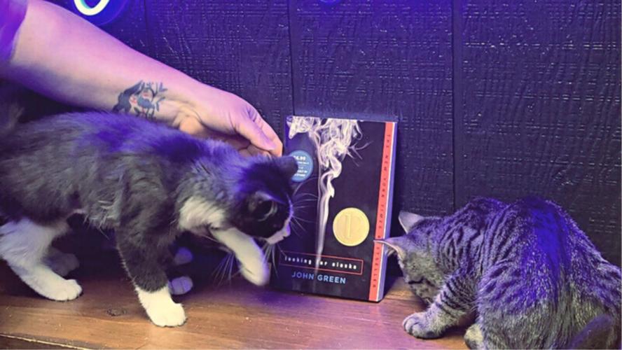 Lenoir cat cafe starts banned book club