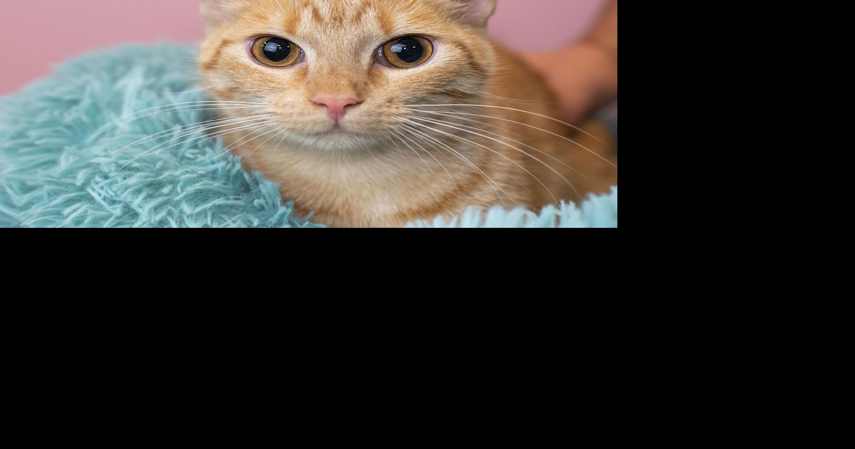 Pets of the week, Aug. 31