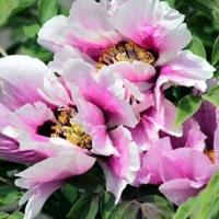 Column: Let the March winds blow; spring is on the horizon