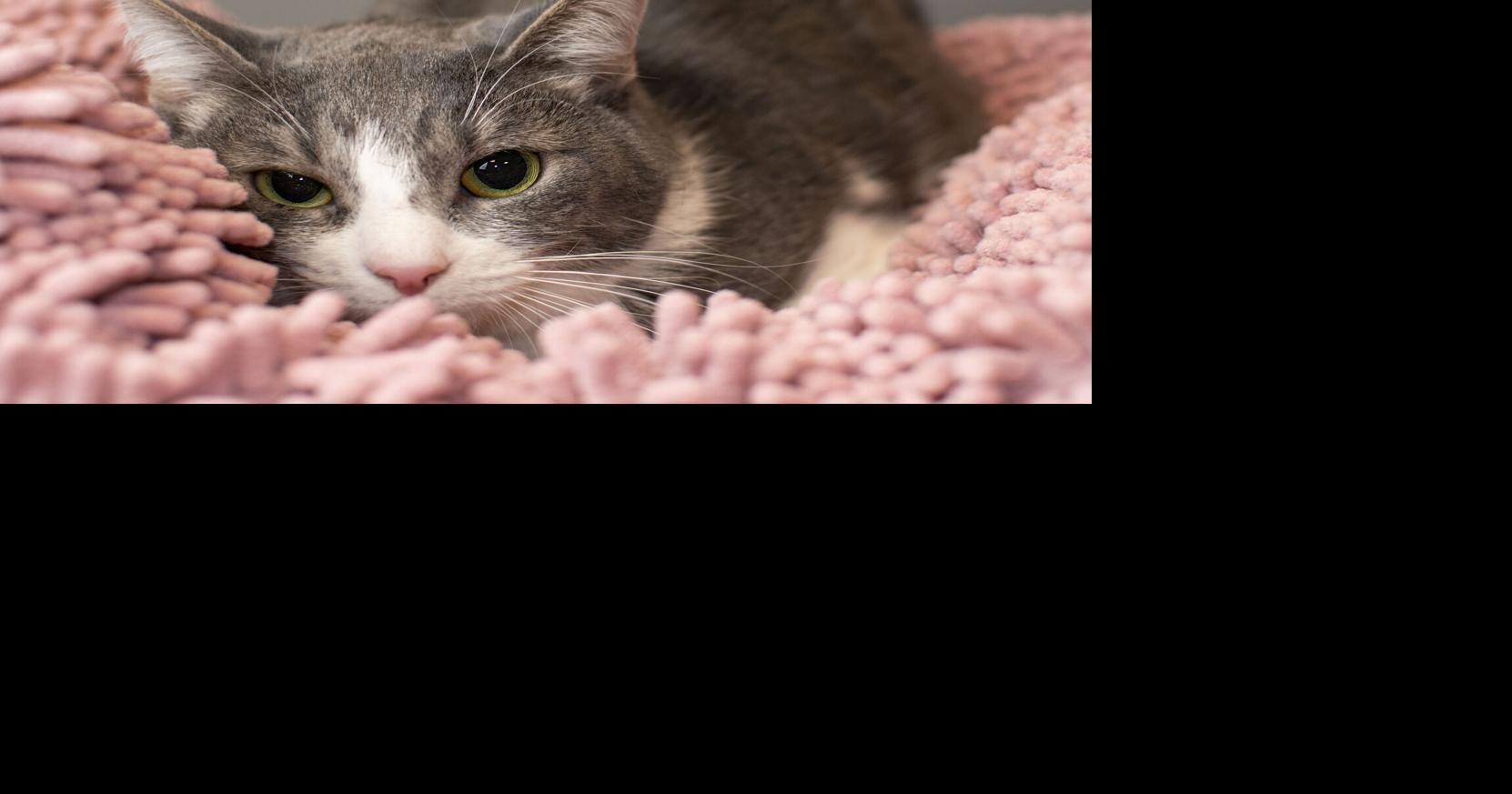 Bashful cat, joyful dog need home; find a pet at Humane Society of ...