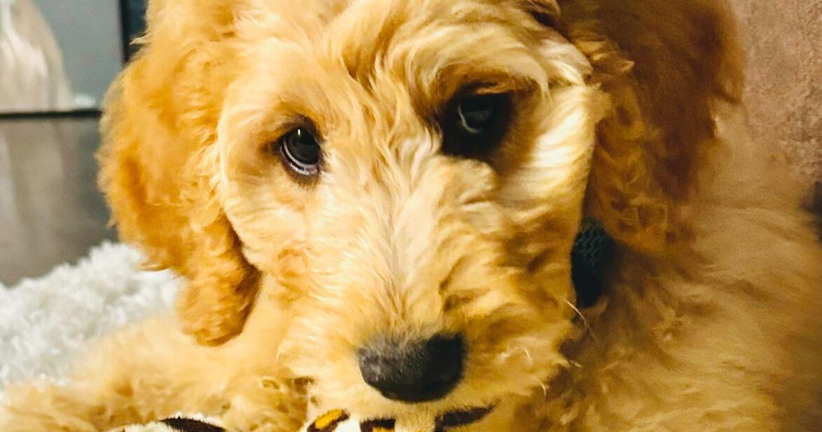 Cutest Pet Competition winner is Scout