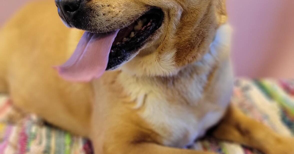 Cats, dogs to adopts in Catawba County NC