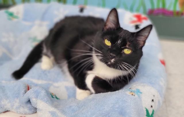 Cats, dogs to adopts in Catawba County NC