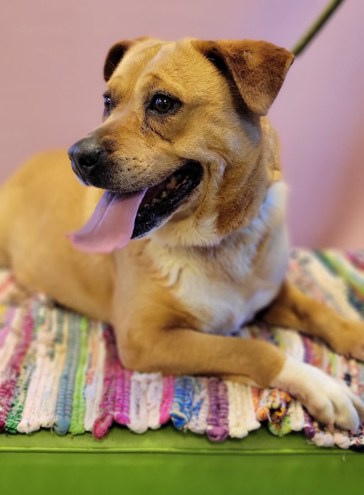 Cats, dogs to adopts in Catawba County NC