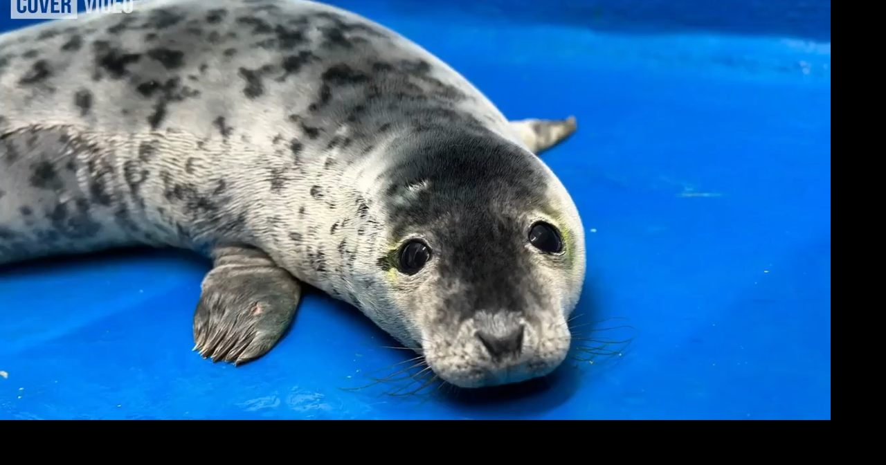 Seal named after Judi Dench returns to the wild with help from famous ...