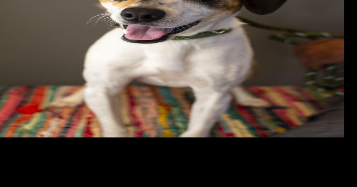 Adopt a friendly, energetic dog or a shy, sweet cat in Catawba County