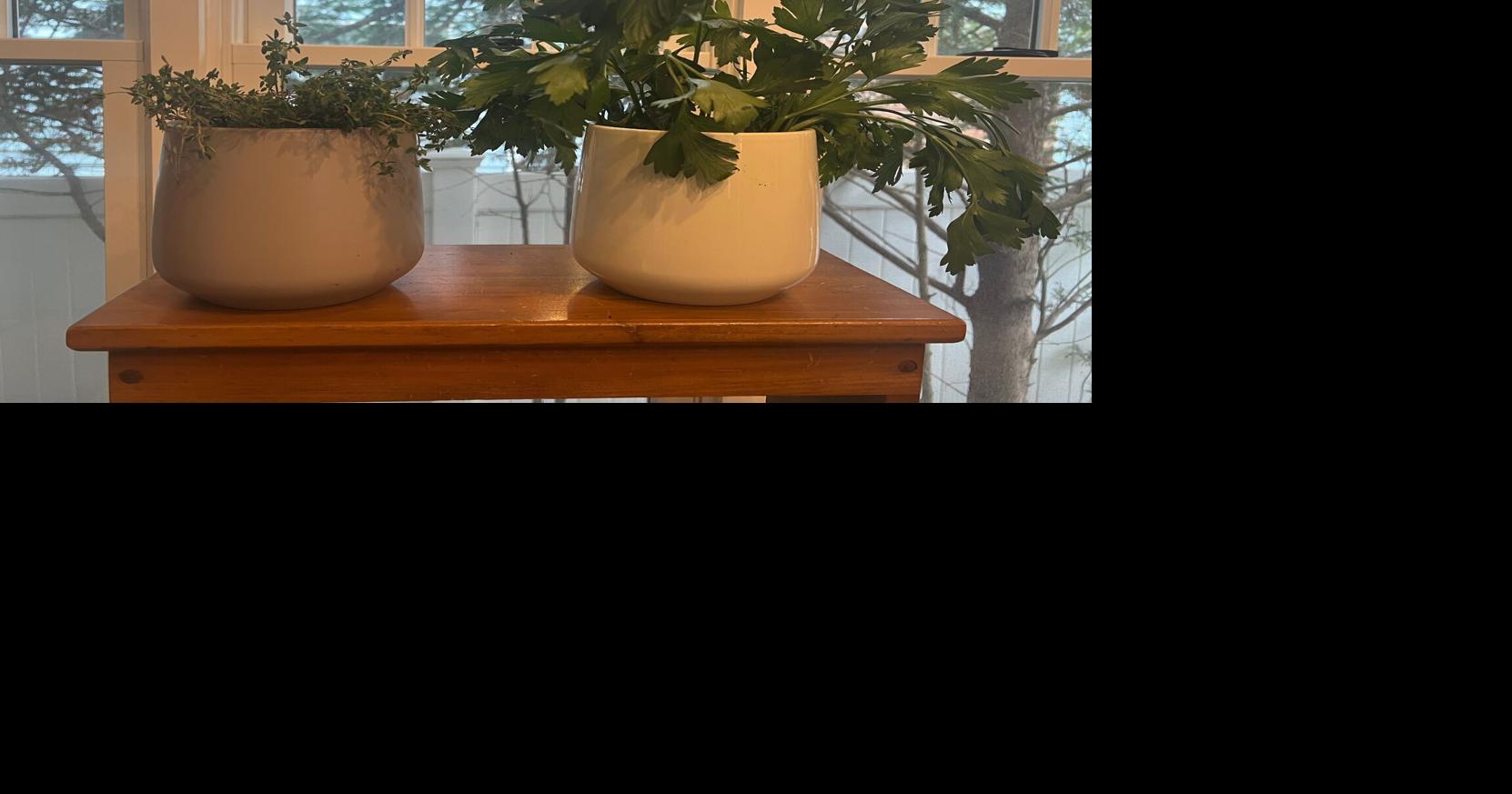 How to grow herbs inside in winter