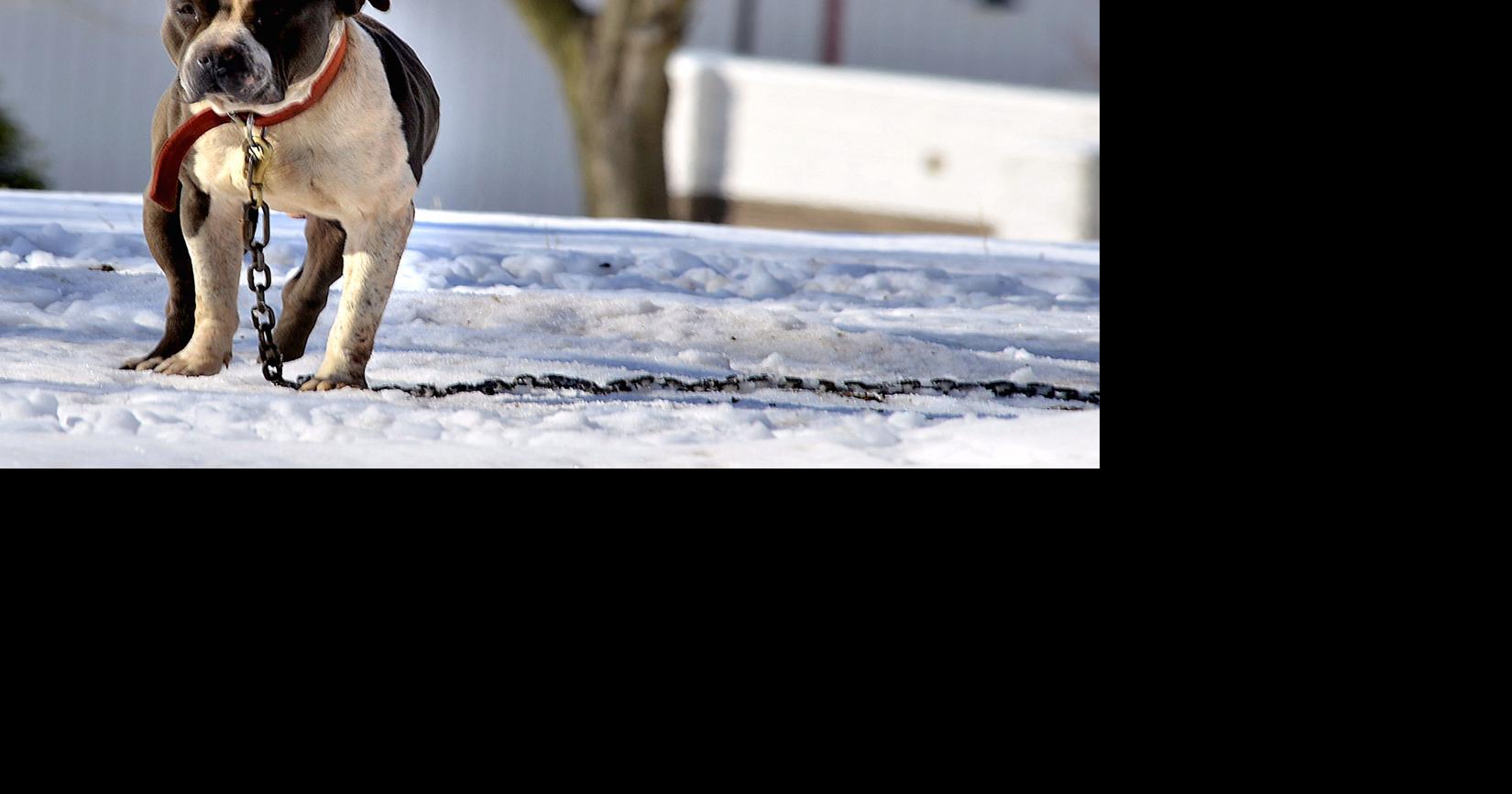 Activist launches campaign to end dog tethering in Catawba County