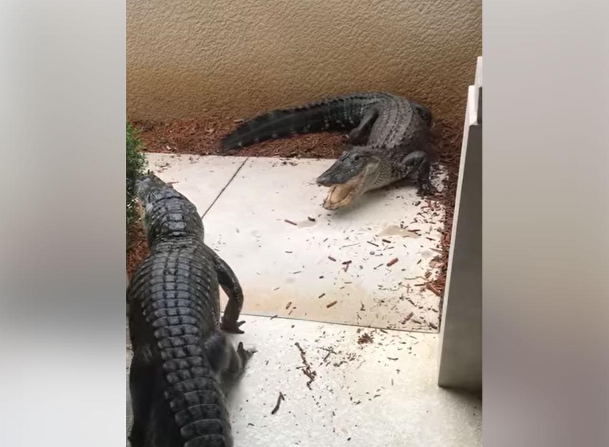 Florida woman finds alligators fighting by her home