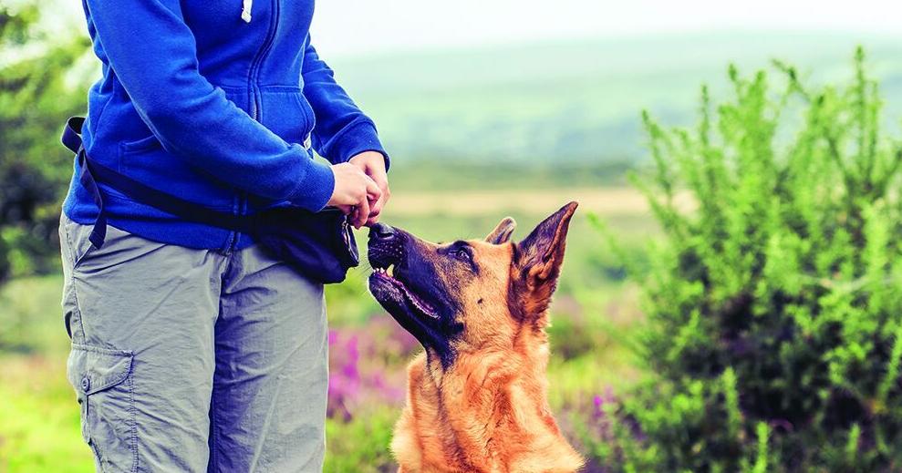 Hickory NC obedience club offers canine prep classes