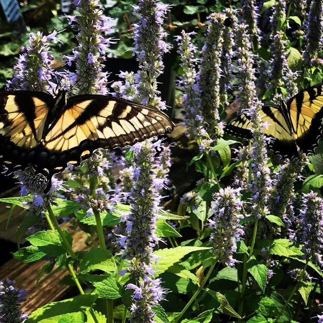 Add color, attract pollinators with this perennial