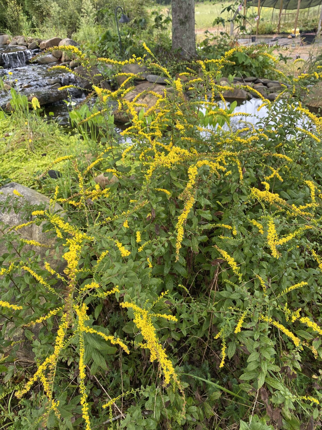 Solidago Fireworks are beautiful in fall and are good for butterflies ...