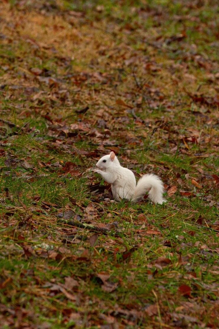 White squirrels in Hickory NC? Residents say yes