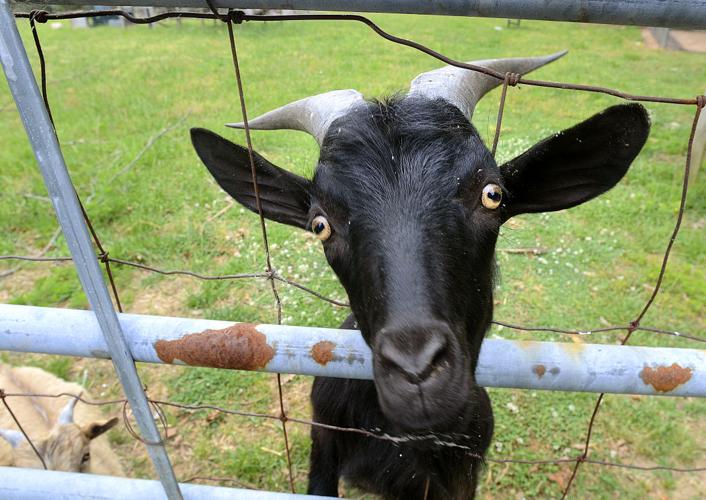 Sheriffs from two counties investigate goat rustling