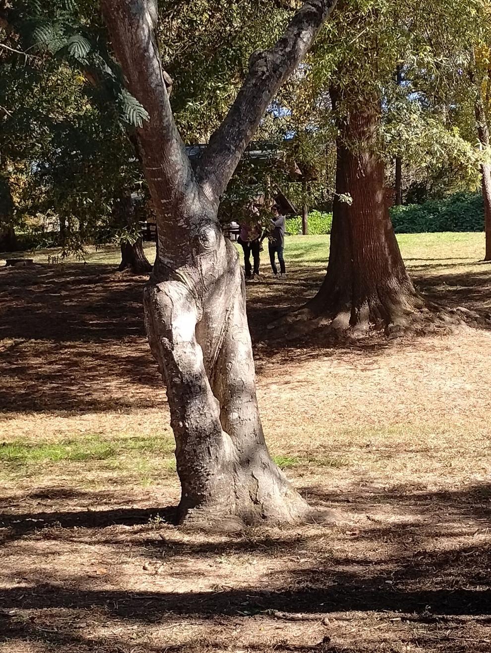 Culliver grabs first TD at UNC; unusual tree at Hickory park