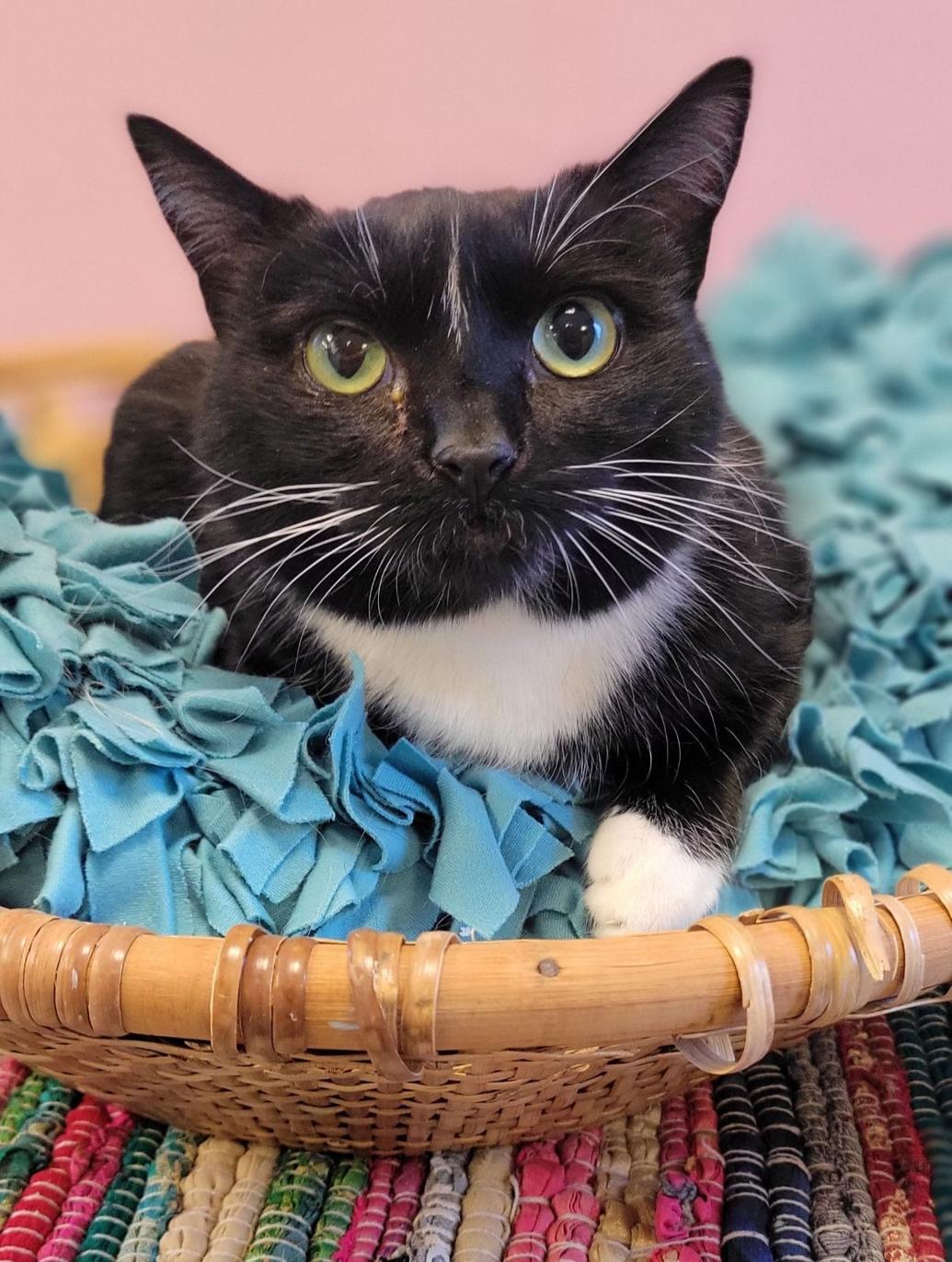 Adopt cat dog at Humane Society of Catawba County