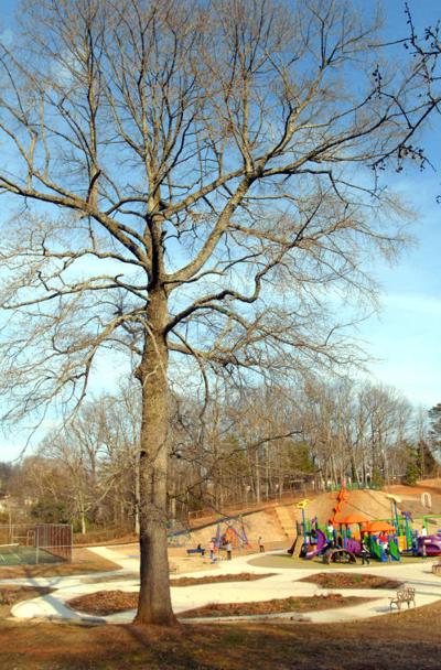 Group will explore special tree house for Zahra's Playground