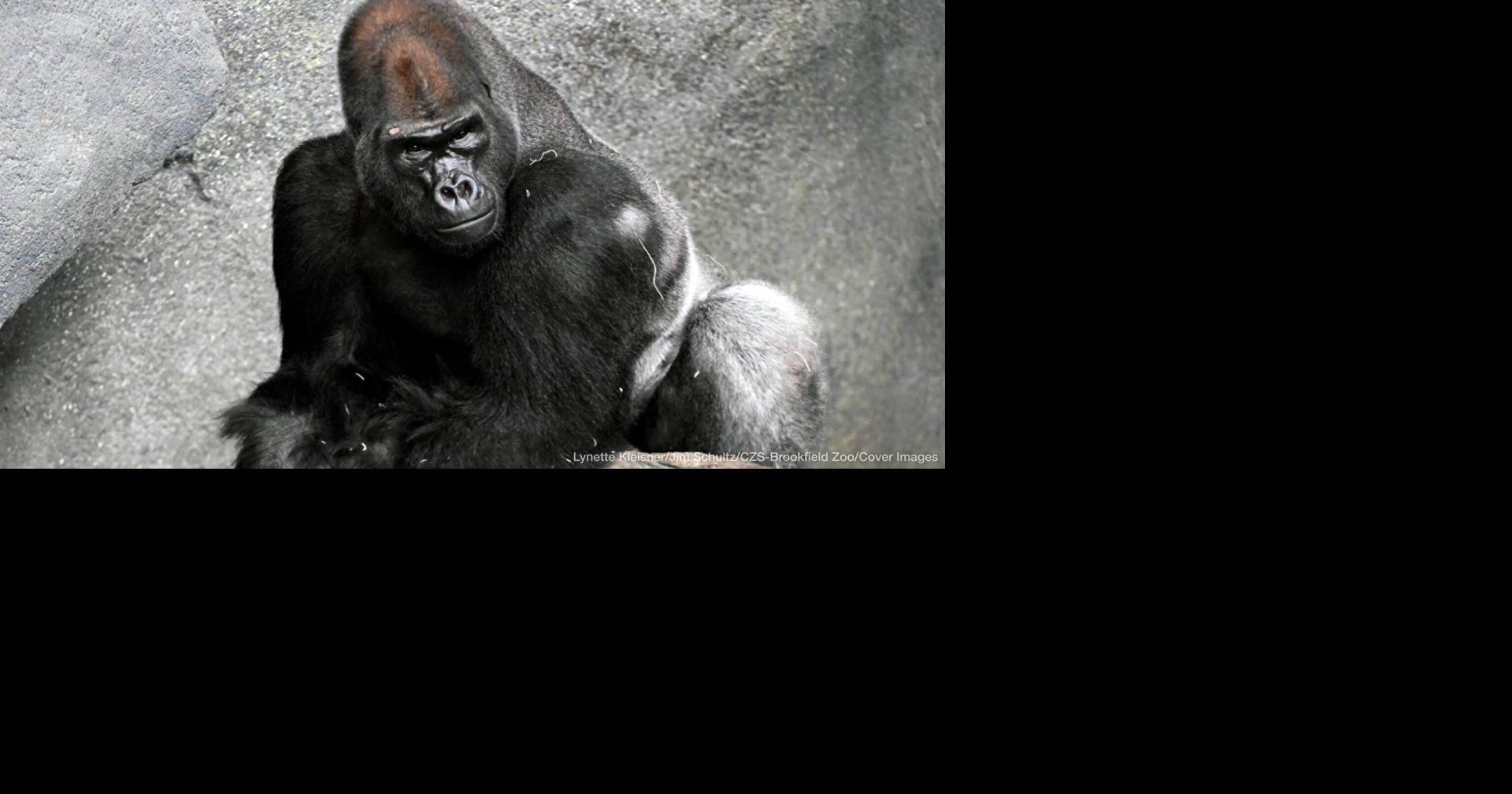 Silverback gorilla Jontu receives warm welcome at Chicago zoo