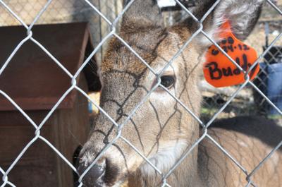 NC Wildlife Commission takes deer from woman's possession