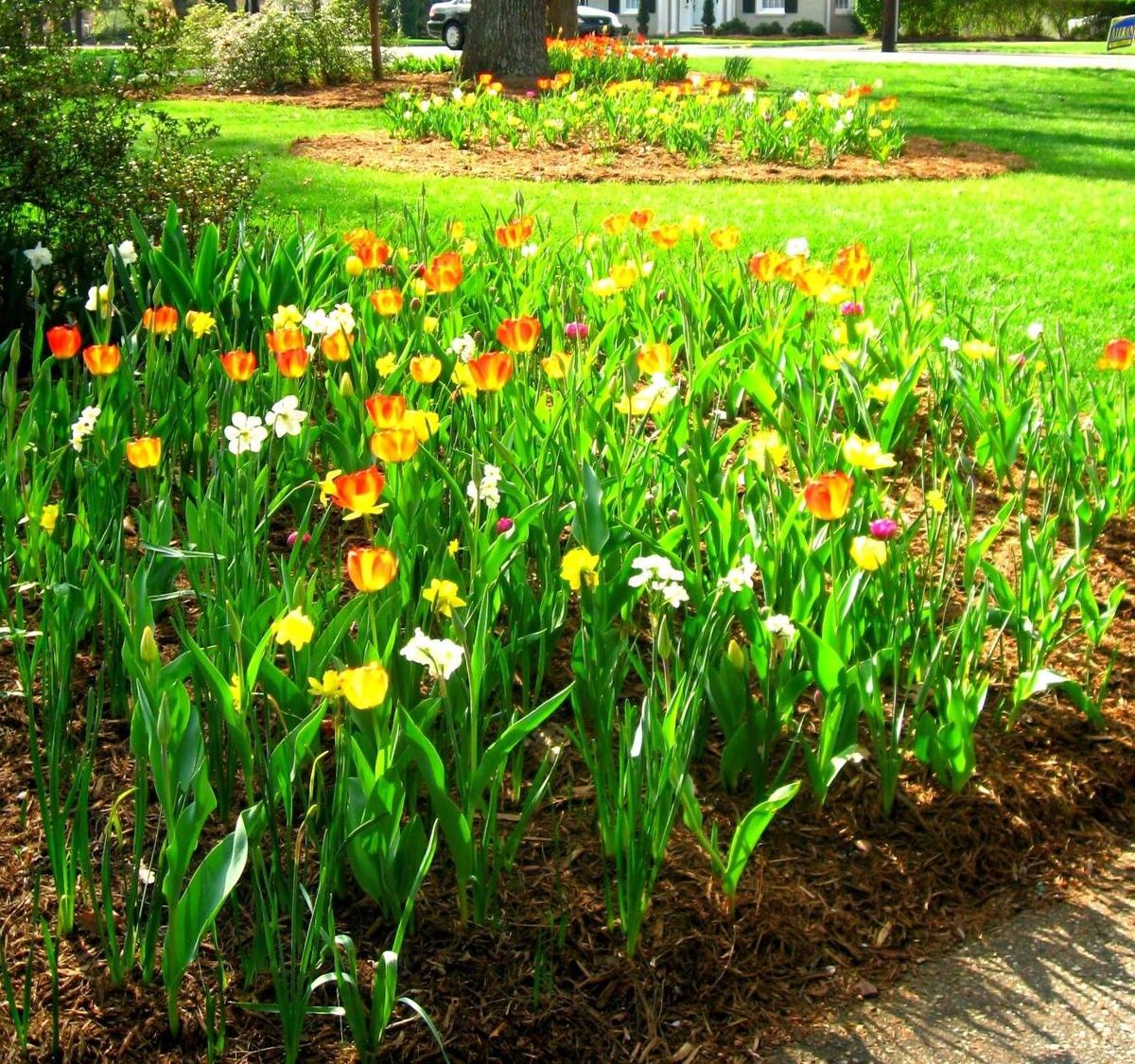 Column: Plant bulbs now for color explosion in spring