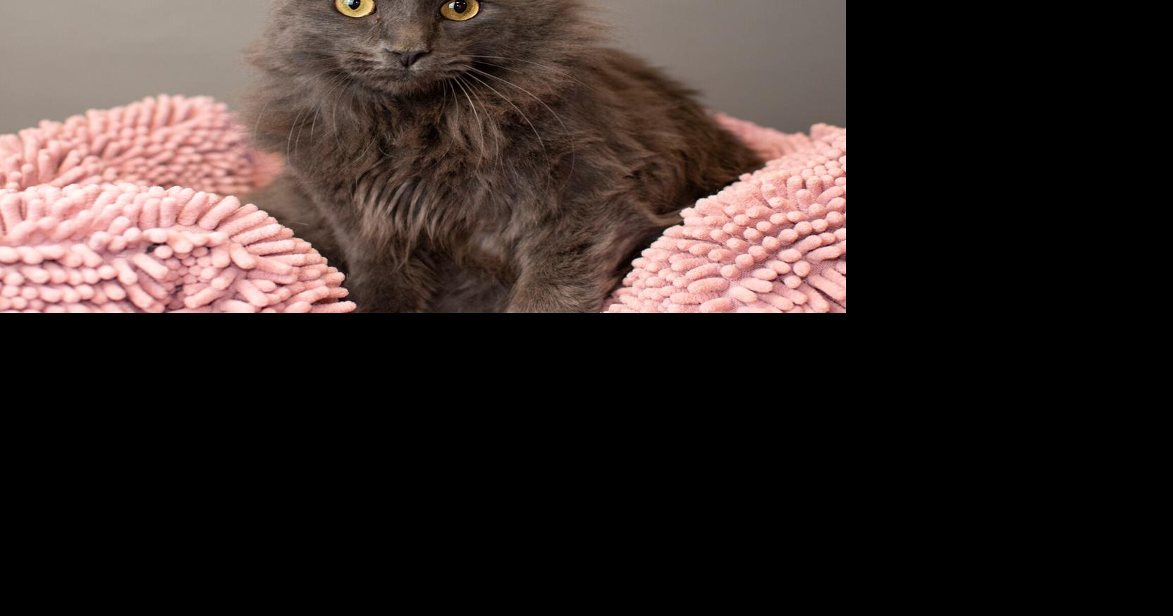 Take home Fuzz Lightyear or Ellie the dog in Catawba County