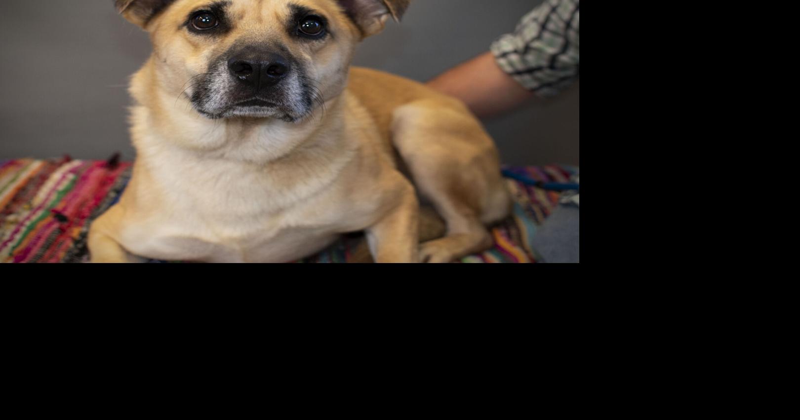 Catawba County dog of the week is incredibly loyal