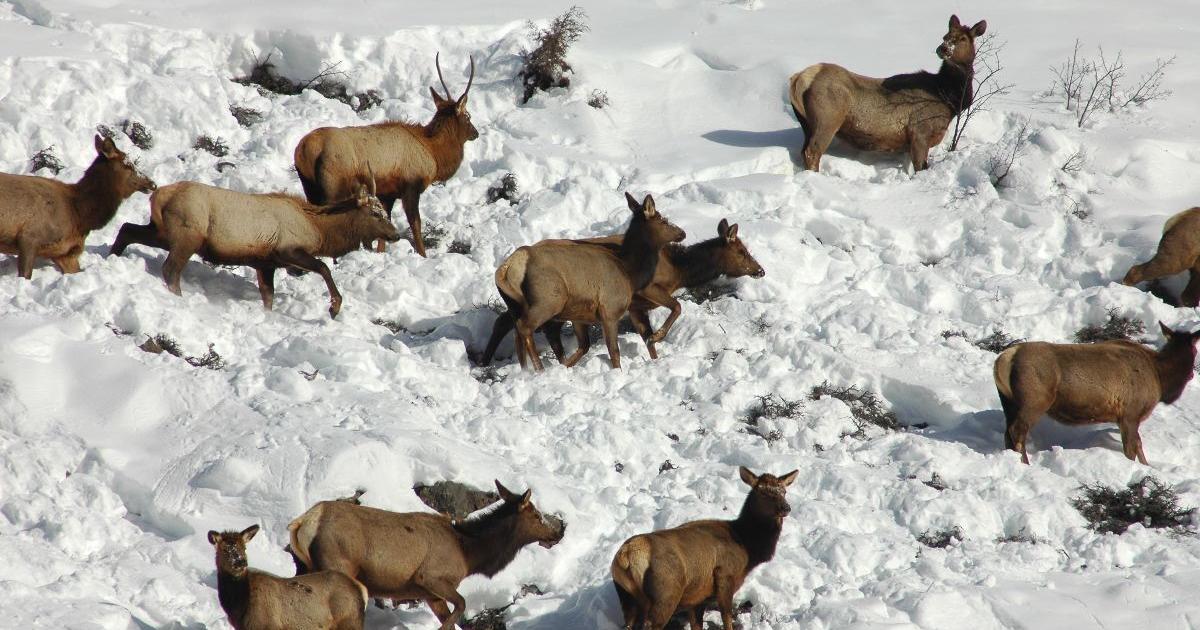 Seasonal Closures Protect Wintering Wildlife across Southwest Colorado ...