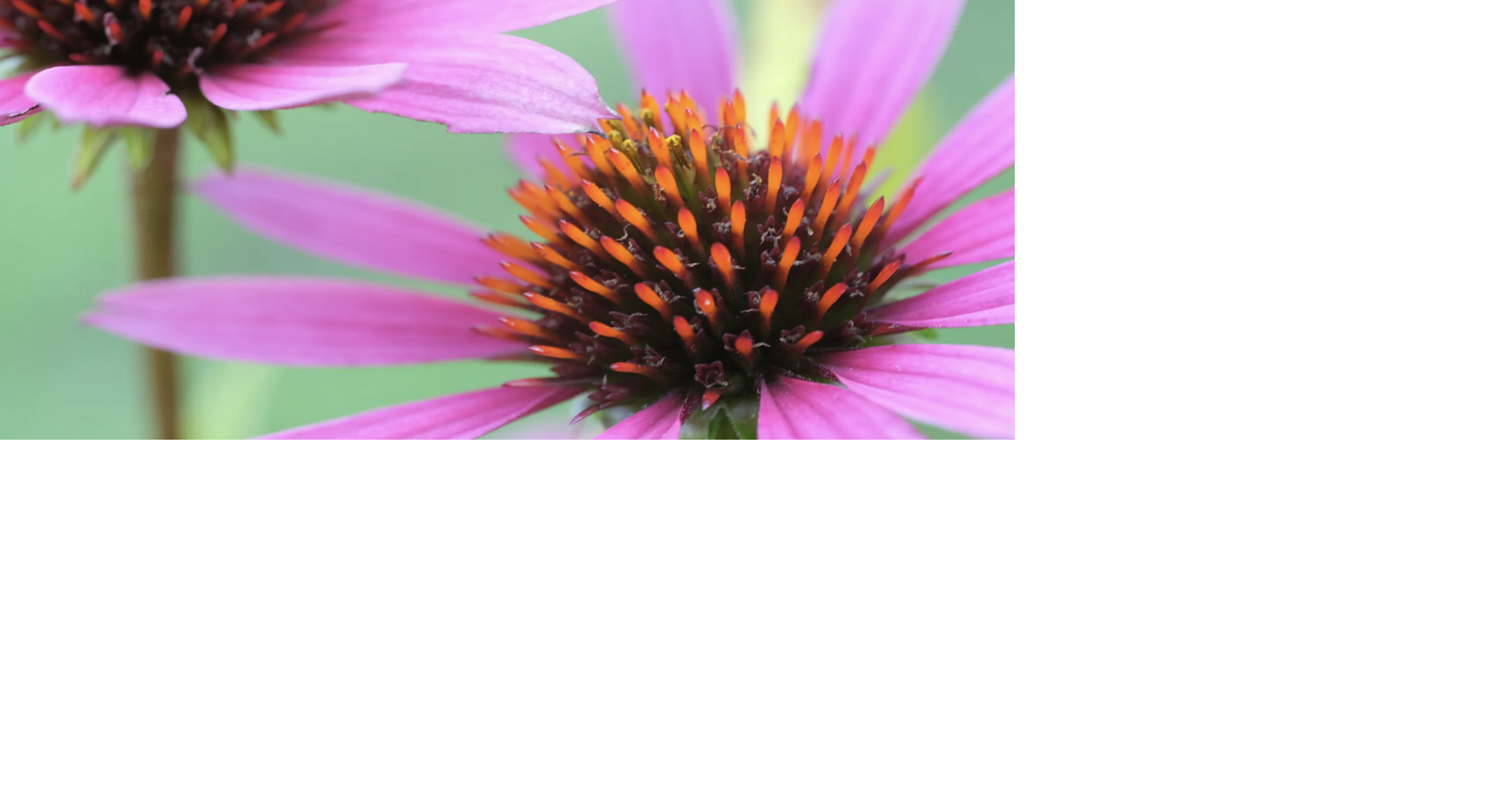 Plant Profile Volume #25 Brought to you by The Garden Guy: Stary, Stary ...