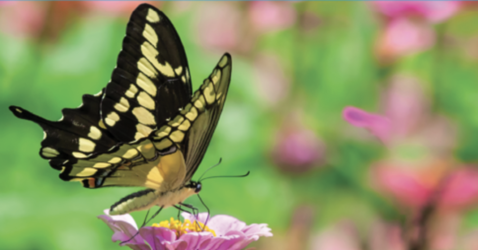 Laura Jean Donovan | Obituaries | highcountryspotlight.com