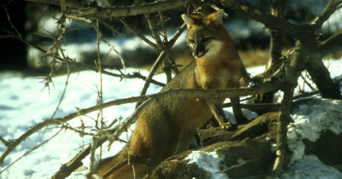 Canine Distemper in La Plata County Gray Fox Prompts Advisory From ...