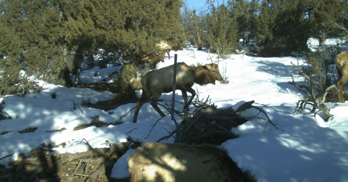 Protect Wintering Wildlife — Respect Seasonal Closures | Community ...