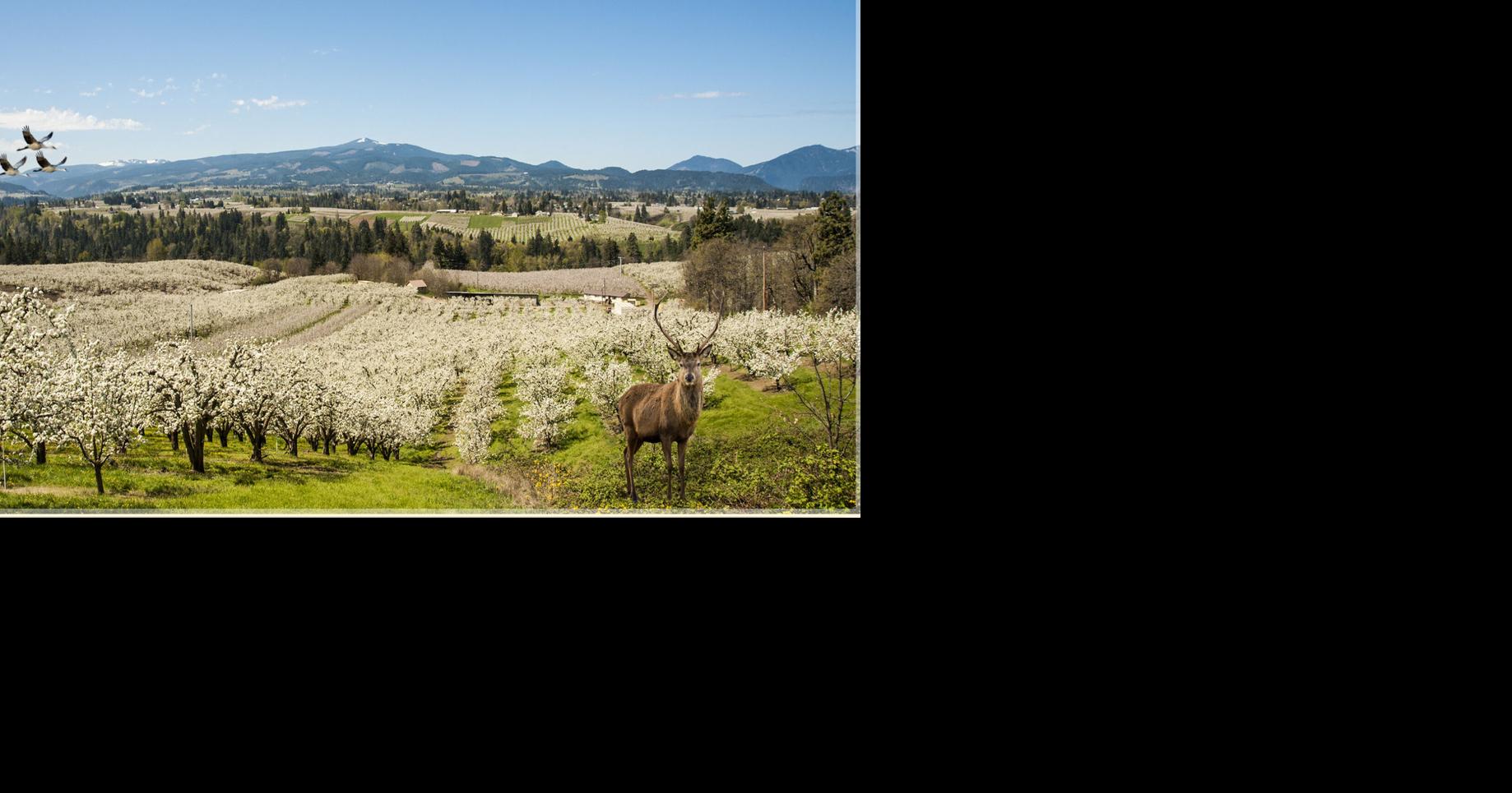 Orchard City BoT Meeting – HopeWest, Subdivisions and Water Lines ...