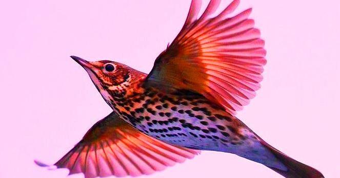 Mountain Episode 66 – Thrush | Spotlight | highcountryspotlight.com